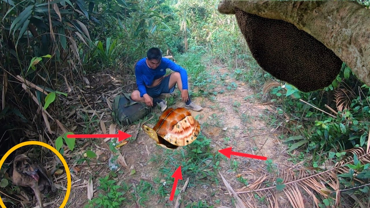 Hunting in the jungle, encountering rare turtles, harvesting honey bees ...