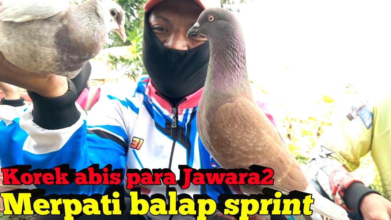 Korek2 habis para' jawara2 merpati balap sprint!! Terpanas di[lapak ...