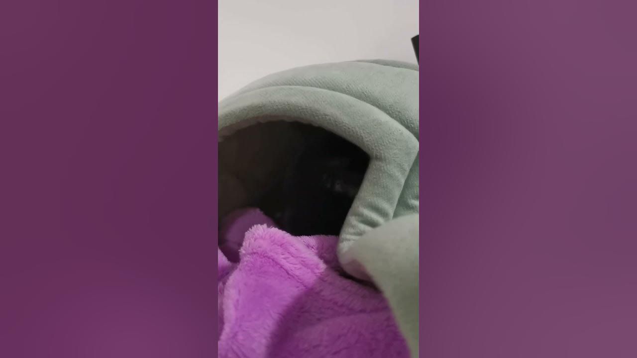这小猫咪一天天的在窝里干啥呀 Cutecat ＃猫猫的事情你少管 我和我的怨种猫咪 Youtube