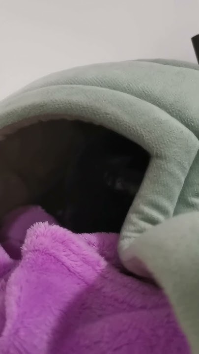 这小猫咪一天天的在窝里干啥呀 Cutecat #猫猫的事情你少管 我和我的怨种猫咪 Youtube