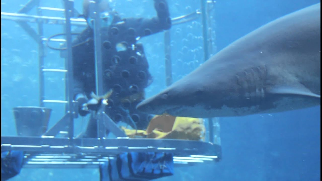 Feeding sharks show at Ushaka in Durban South Africa - YouTube