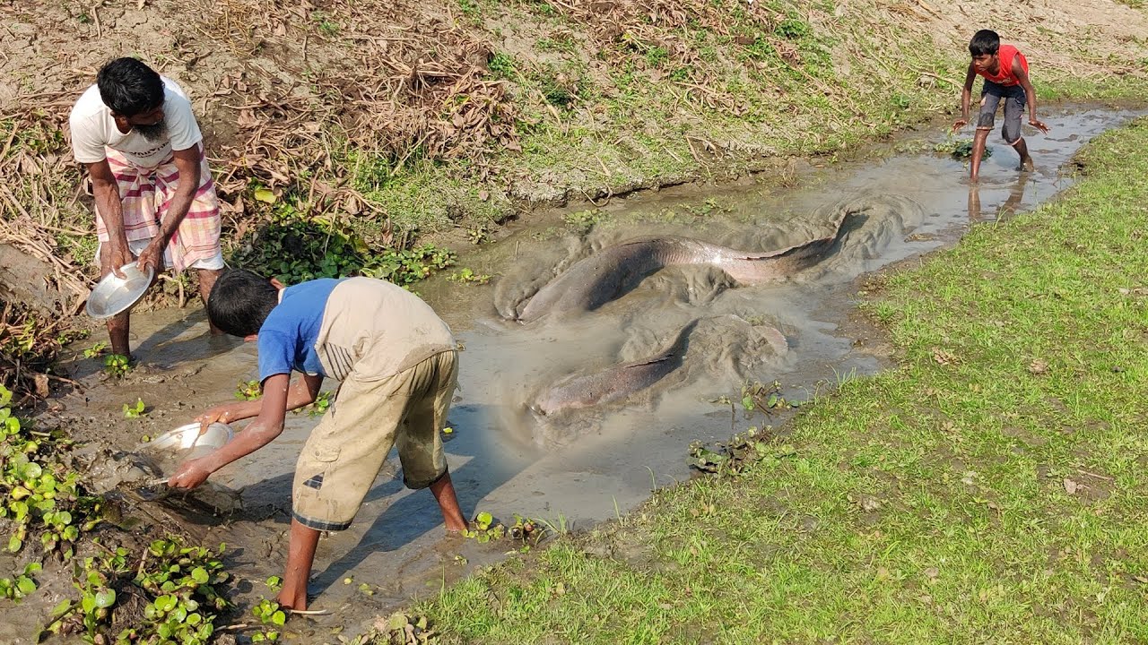 Fishing in muddy water - Unique & best catfish fishing by hand in muddy ...