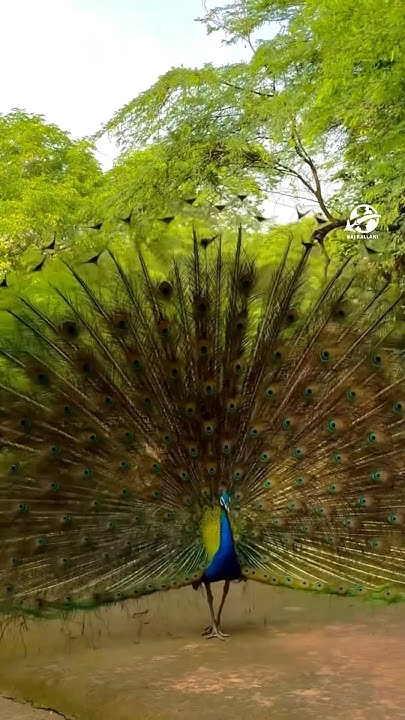 Peacock Dance 🦚🦚 Peacock Sounds मोर पंख मोर पक्षी Peacock