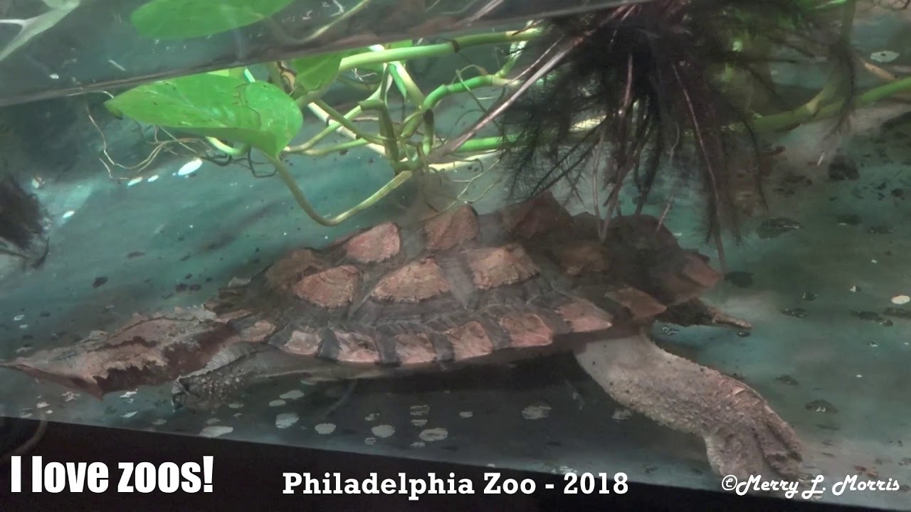 Philadelphia Zoo Mata Mata Moving! - YouTube
