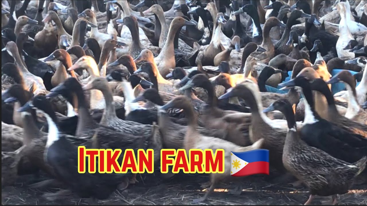 ITIKAN/ duck farming #province 🇵🇭 - YouTube