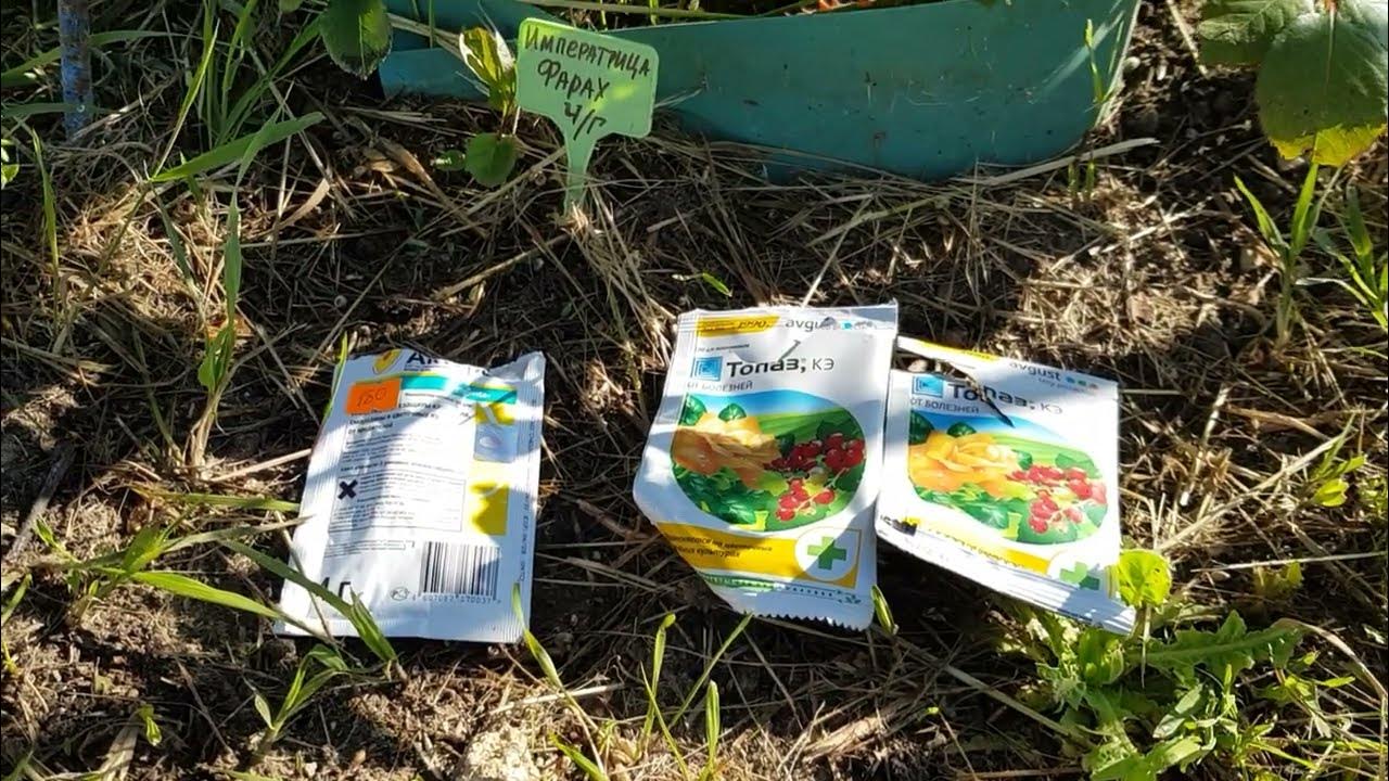 Обязательная Профилактическая ОБРАБОТКА РОЗ баковой смесью АКТАРА ...