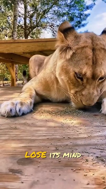 What's the deal with catnip? #viralvideo #shortsfeed #cat - YouTube