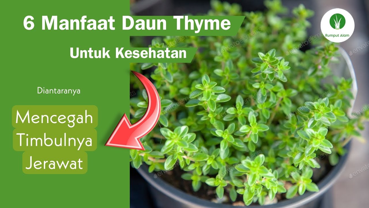 6 Manfaat Daun Thyme | Mencegah Timbulnya Jerawat | Meredakan Batuk ...