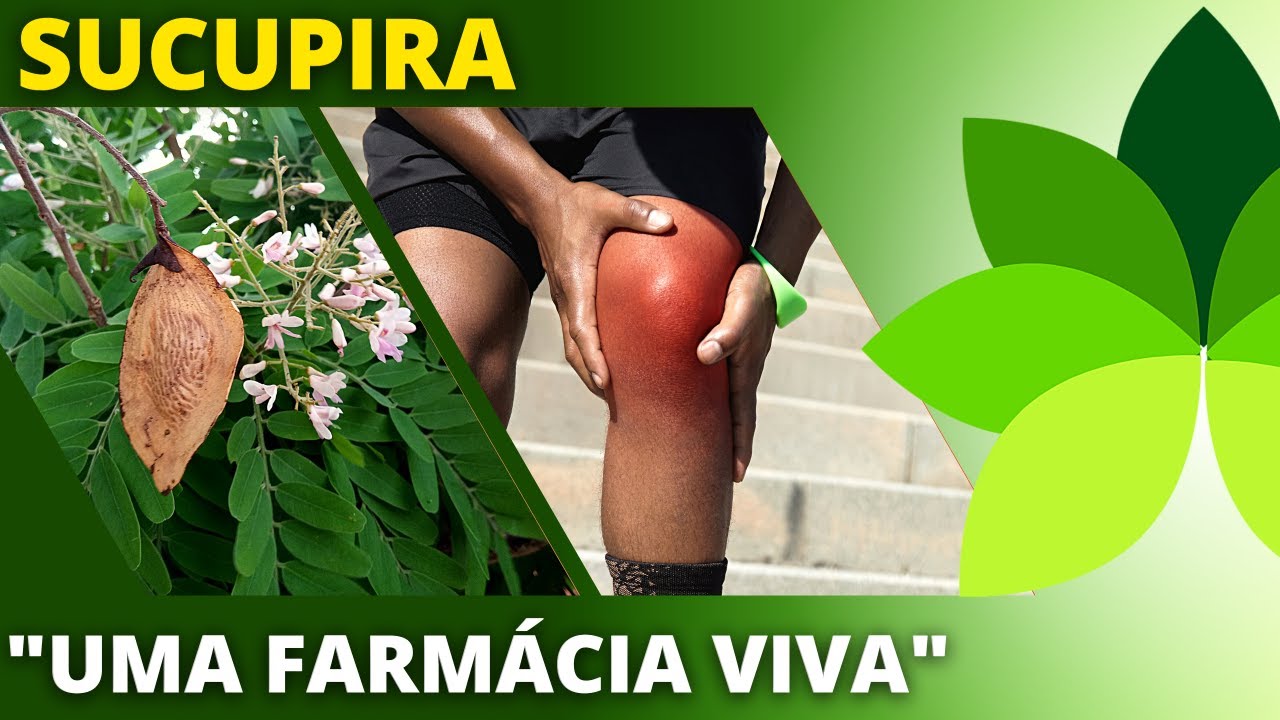 SUCUPIRA: saiba para que serve e como usar sementes de sucupira | Ervas ...