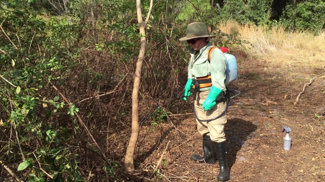 Basal Bark Treatment - YouTube