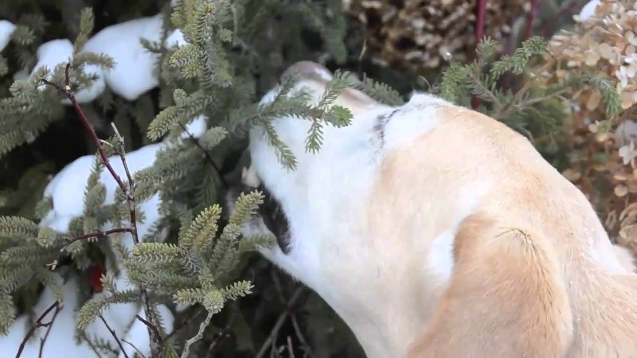 Nikon D3100 Sample Video