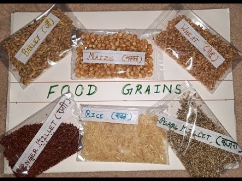 Chart on food grains | Learn grain names | Kids activity with food ...