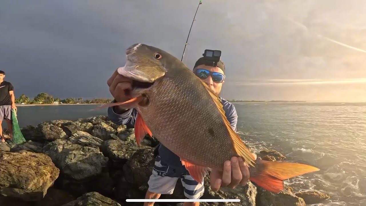 pesca en puerto rico 🇵🇷 pargo sama captura de mi compa @Emmafishingpr ...