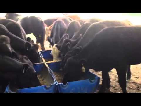 Angus and Hereford Cattle Running to Feed - YouTube