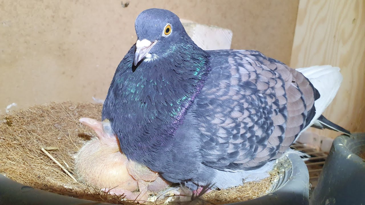 Colour Birmingham Roller Pigeon Loft, Thursday 12th December 2019 ...