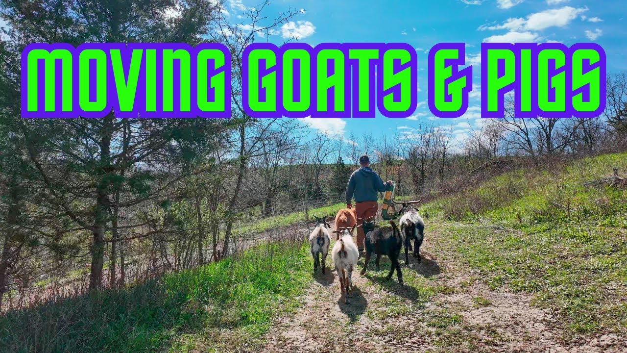 MOVING GOATS & PIGS IN PREMIER ONE ELECTRIC FENCE [ROTATIONAL GRAZING ...