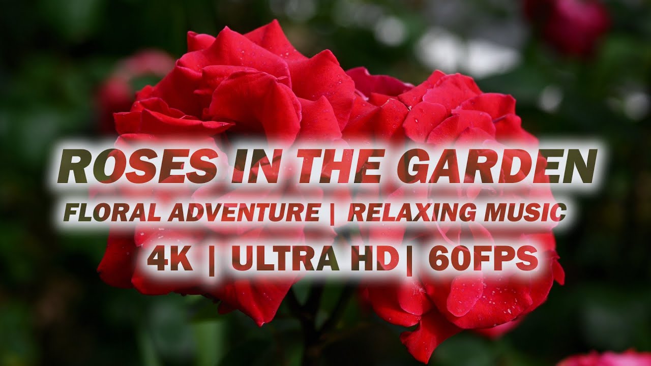 Roses In The Church Garden: A Beautiful Floral Adventure 🌹🌹🌹 | 4K UHD ...
