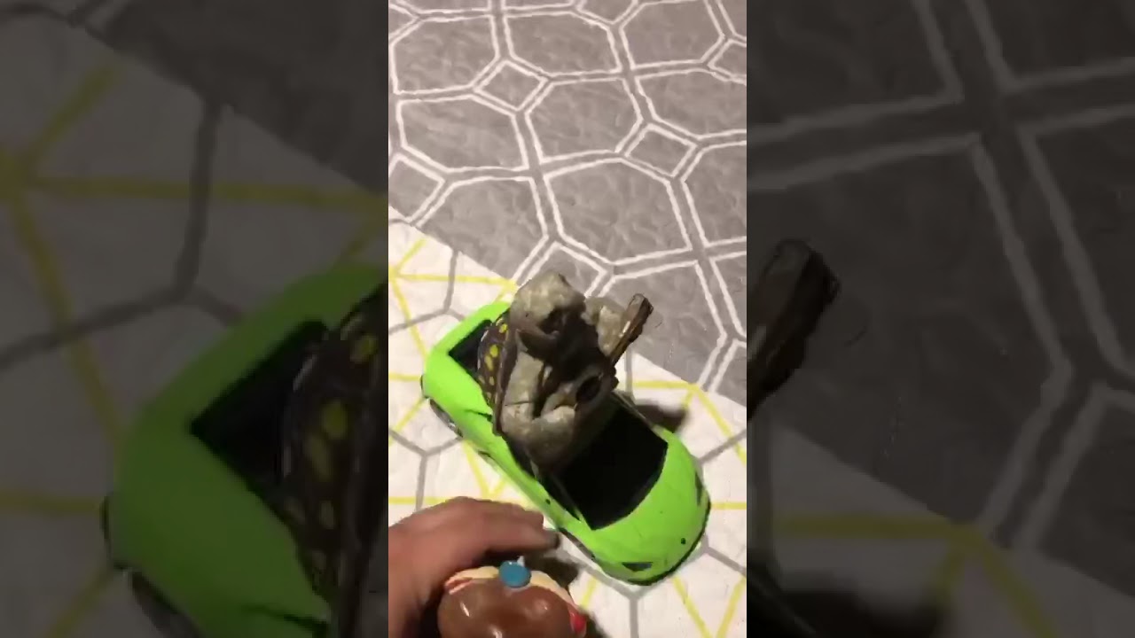 Step turtle becomes a chad - YouTube