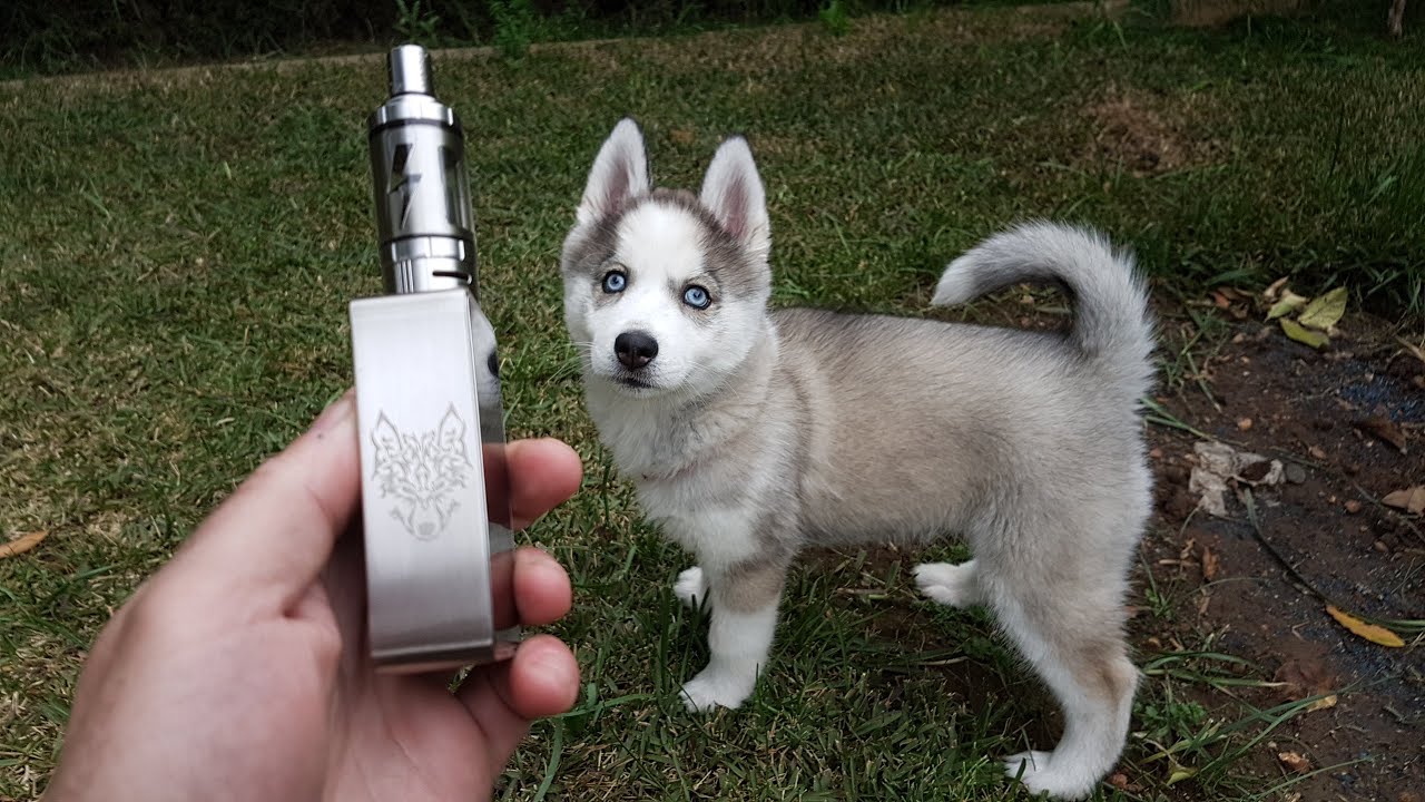 2V2F Mini Snow Wolf 75w LOBITO ;D - YouTube