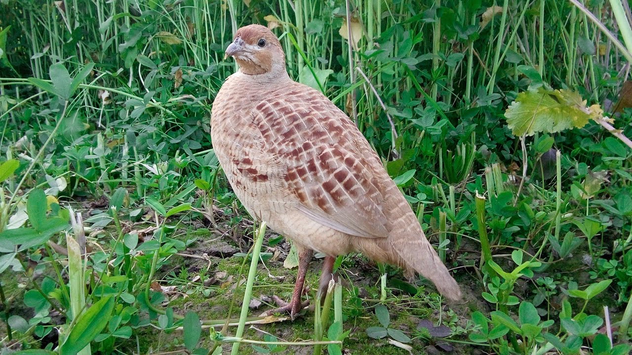 teetar ki awaz|teetar sound|teetar voice|teetar song|gray francolin ...