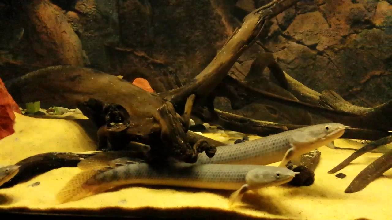Polypterus Retropinnis, Mokelembembe - YouTube