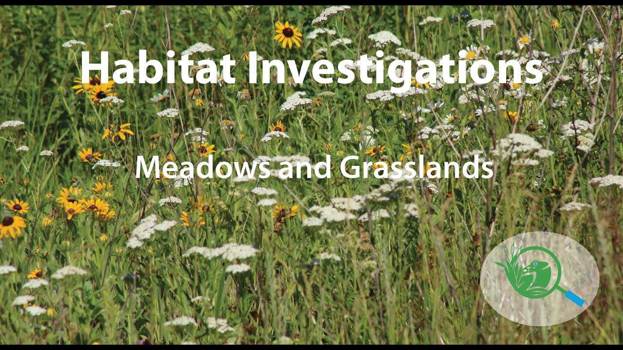 Meadow and Grassland Virtual Field Trip - YouTube
