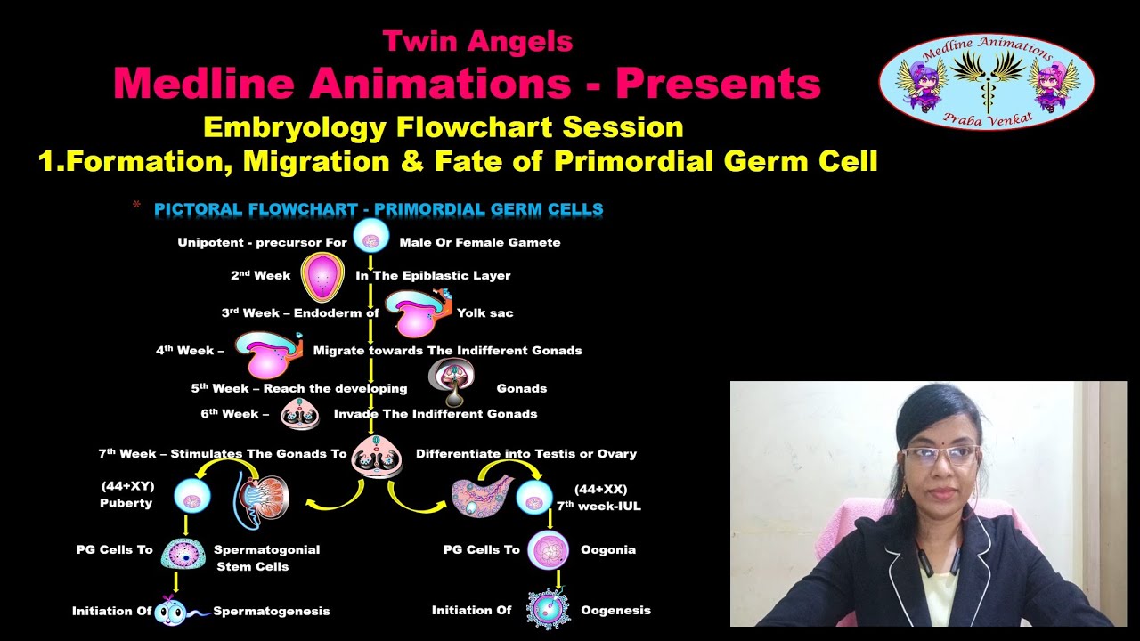 EMBRYOLOGY FLOWCHARTS 1 FORMATION, MIGRATION & FATE OF PRIMORDIAL GERM ...