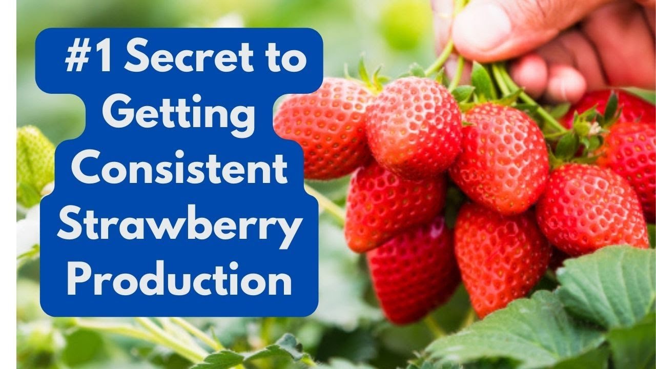#1 Secret to Getting Consistent Strawberry Production - YouTube