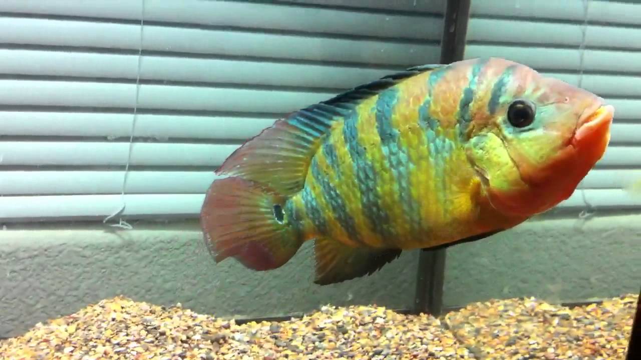 Female A. Festae Looking for a good time (True Red Terror) - YouTube