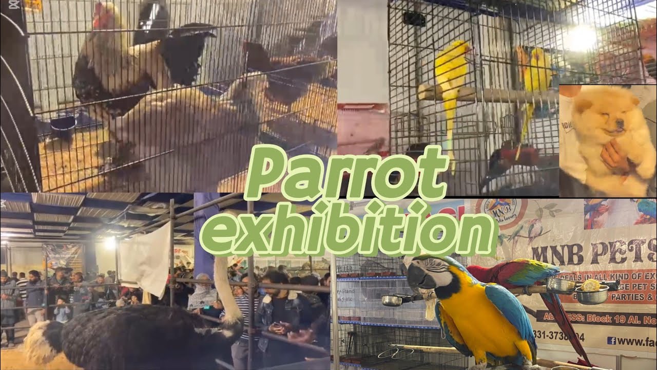 EXPENSIVE PARROTS EXHIBITION IN EXPO CENTER 2025. - YouTube