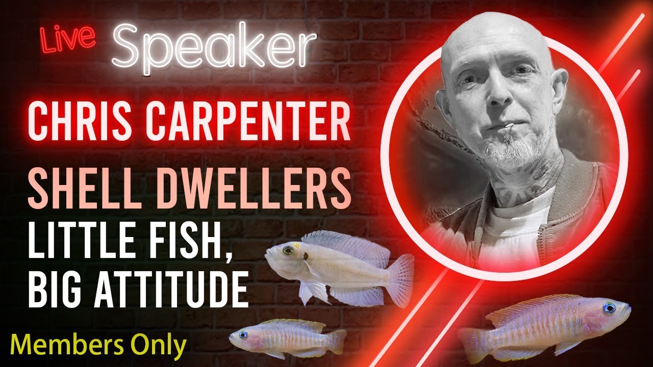 Aquarium Co-Op Club: Chris Carpenter - Shell Dwellers - YouTube