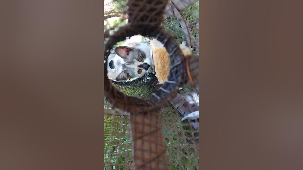 кот хавает рыбу - YouTube