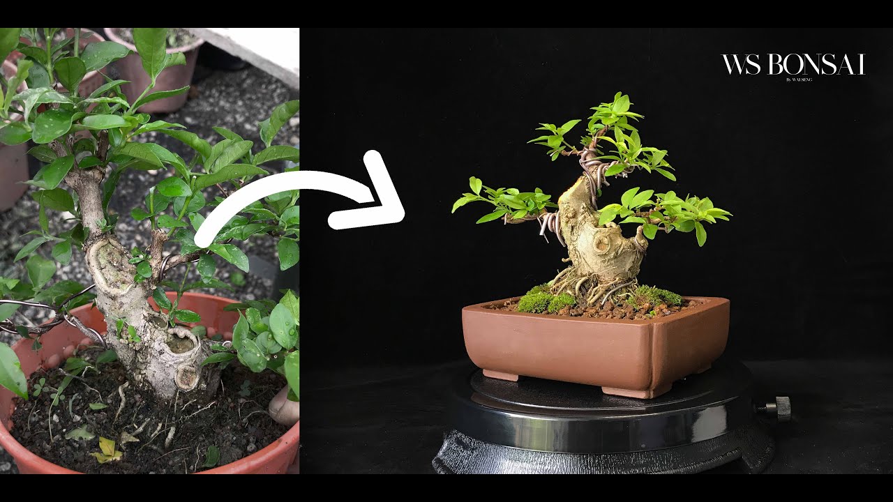 Water Jasmine/ Jeliti bonsai learning guide complete time-lapse video ...