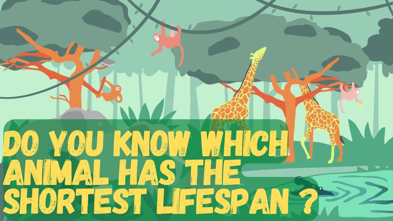 Life span of animals - YouTube