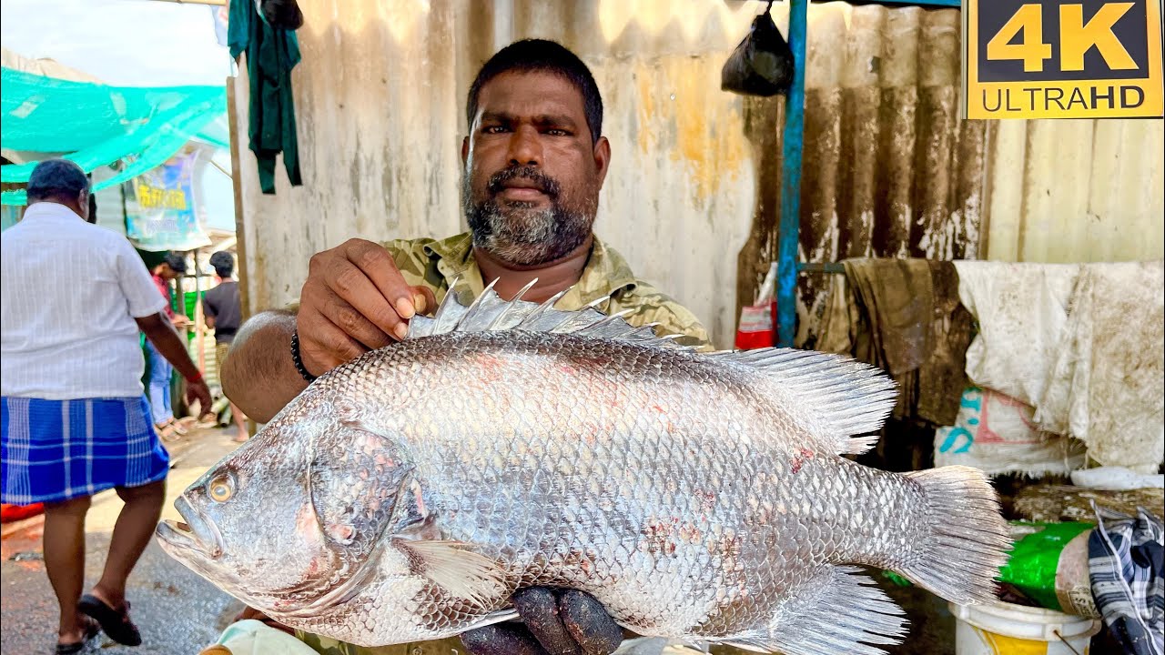 Kal koduva fish/Sadukkam Meen cutting video/Fishcuttingrs # ...