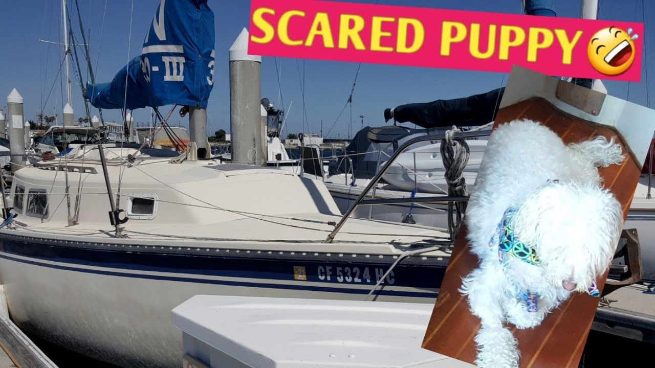 SCRUFFY FIRST TIME ON A SAILBOAT - YouTube