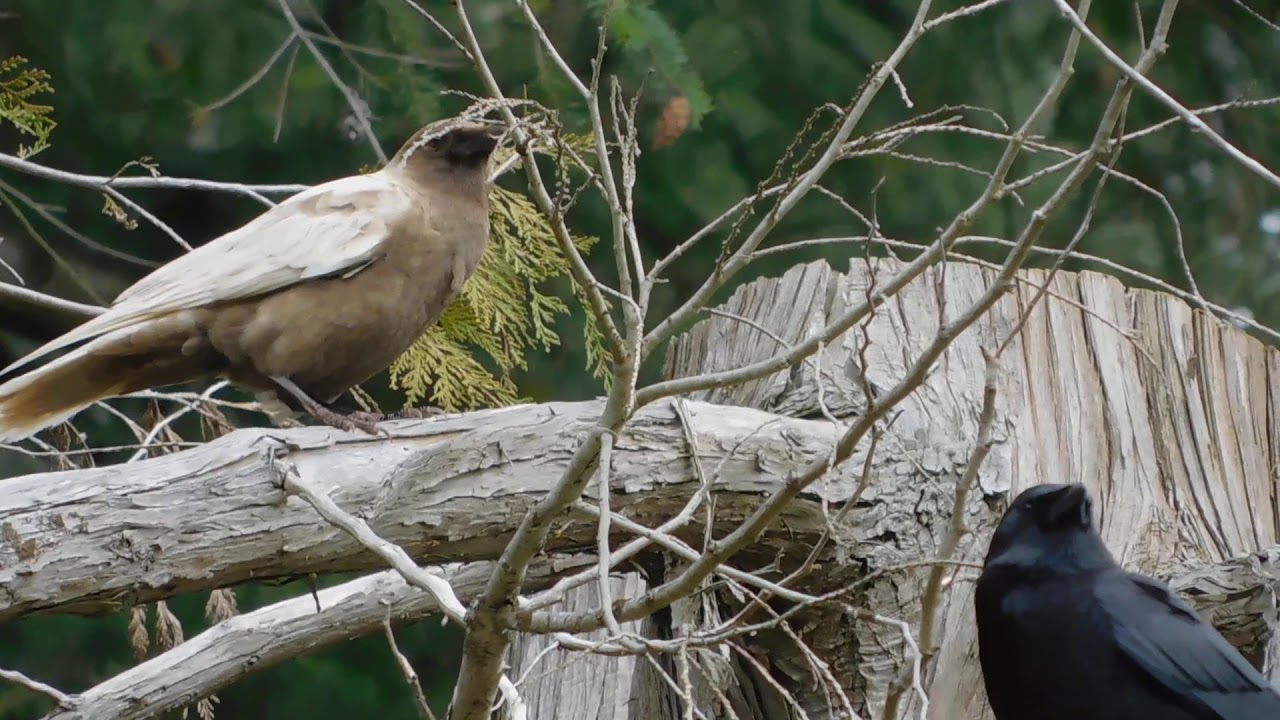Leucistic Caramel Crow - YouTube