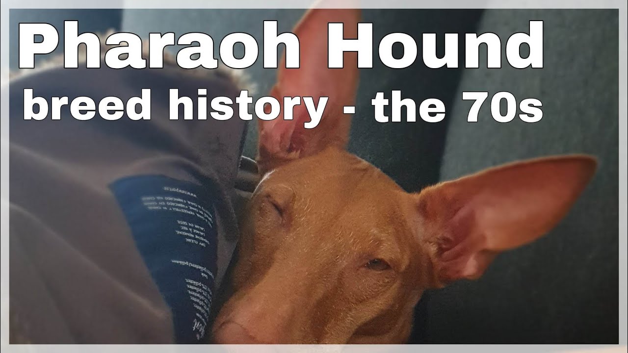More Pharaoh Hound history | The first Pharaoh Hound litters in Sweden ...