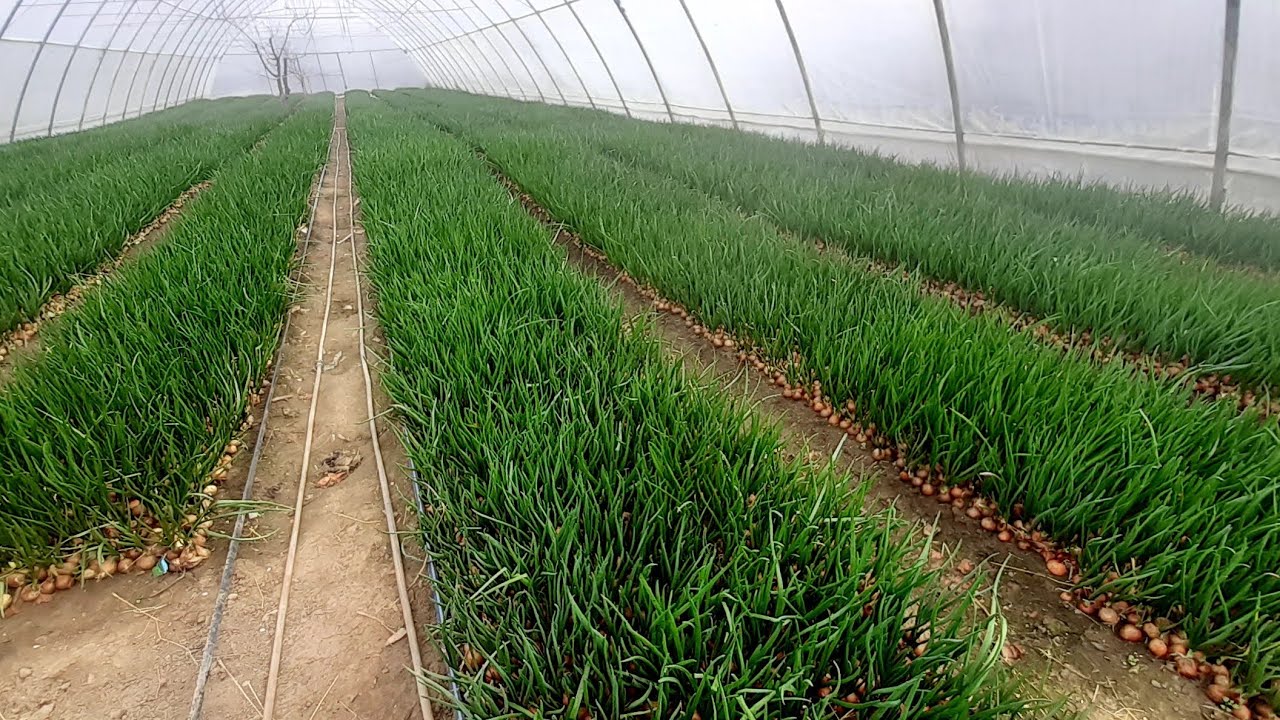 Pregatire solar de cultivarea cepei,(solar,sere,теплицы и солярии)#agro ...