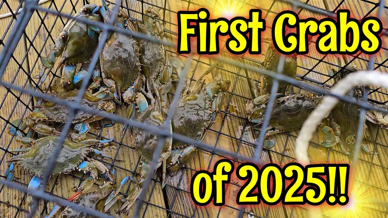 First Crabs of 2025! Crabbing with Crab Pots at the Catch & Cook Cabin ...