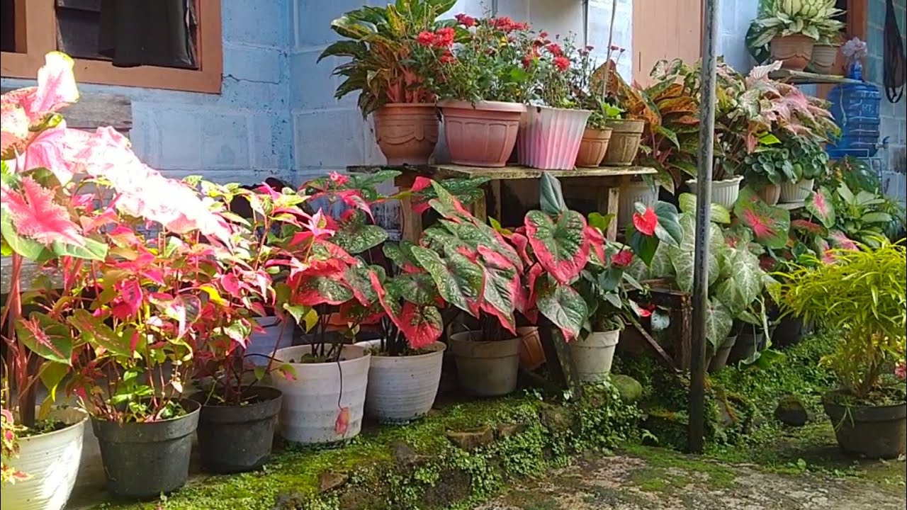 TANAMAN HIASNYA SUBUR-SUBUR|TANAMAN HIAS DIDEPAN RUMAH - YouTube