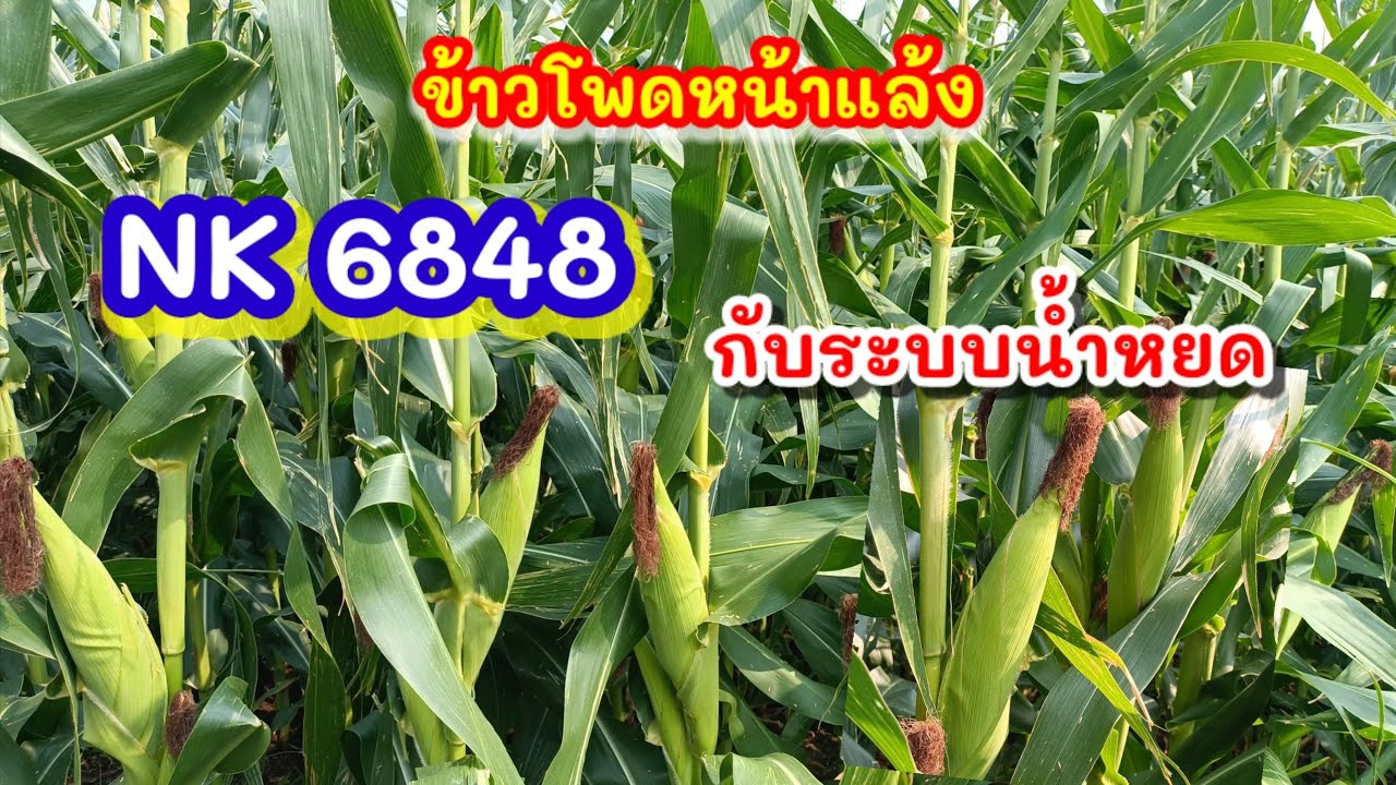 ข้าวโพด NK 6848 ( ปลูกหน้าแล้งด้วยระบบน้ำหยด ) - YouTube