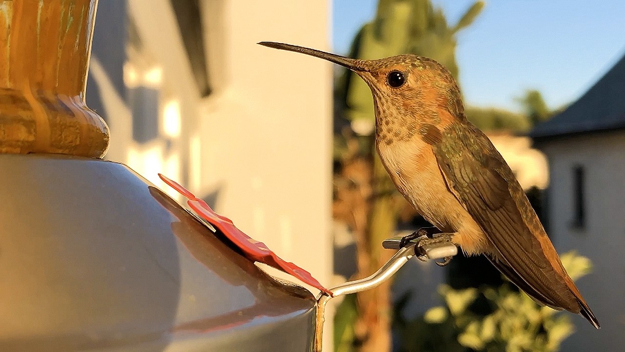 How To Help An Injured Hummingbird - YouTube