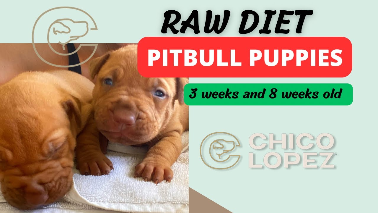Pitbull Raw Diet: Recipes amp Expert Guide