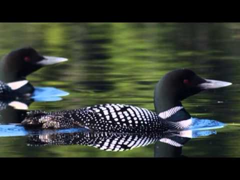 Native American Flute \