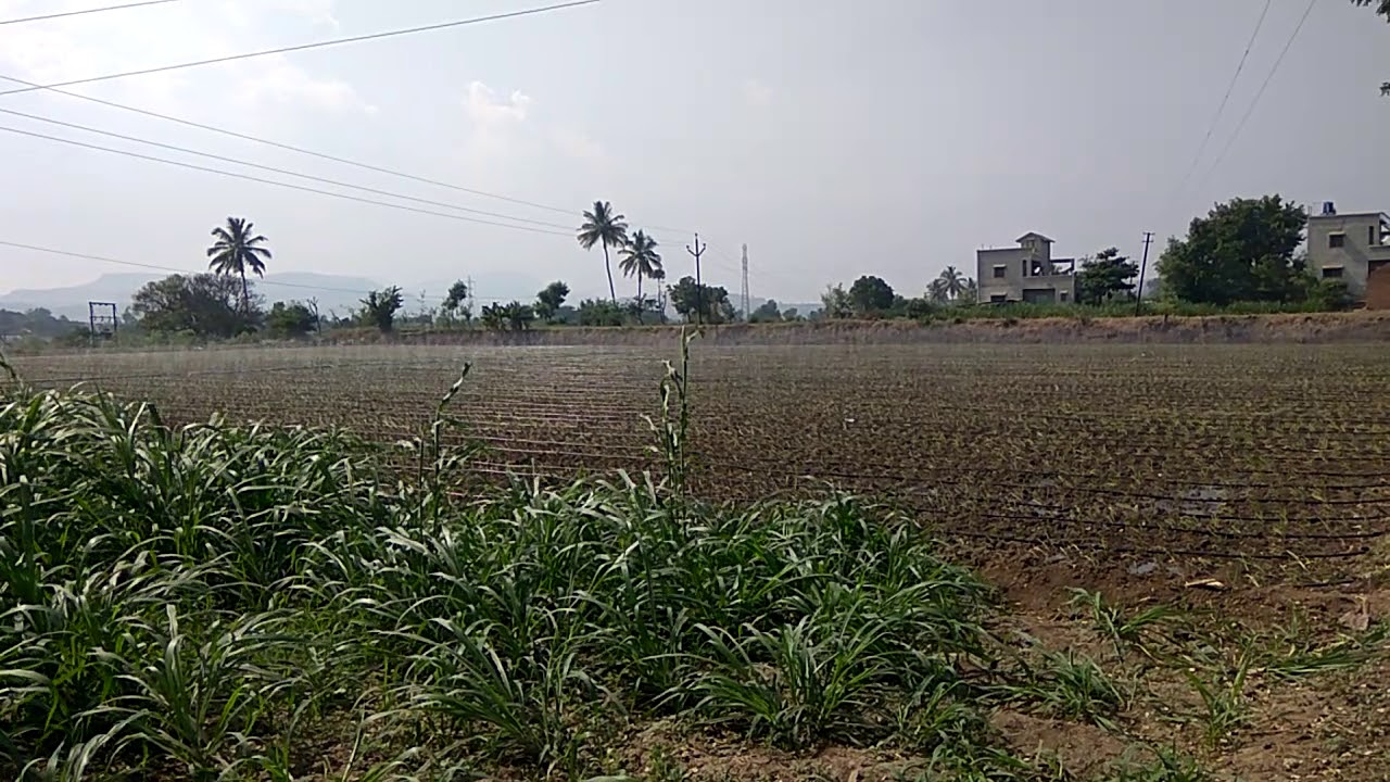 Tushar Sinchan: Sprinkler for Onions, Drip Irrigation System For Farm ...