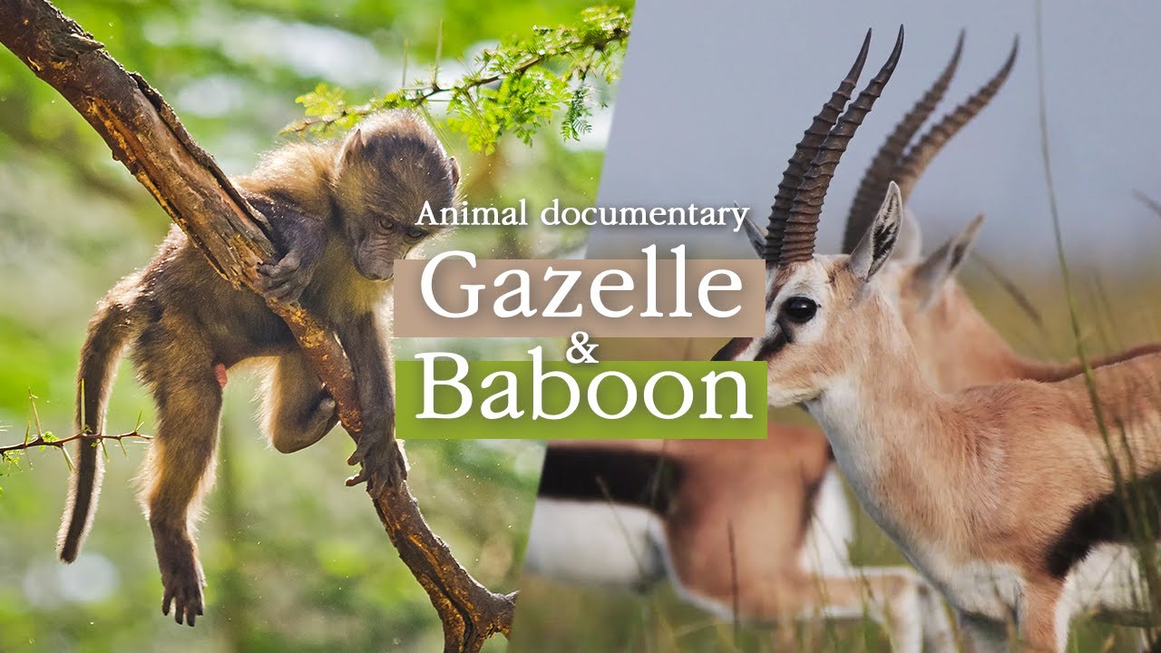 Gazelle, Baboon [Animal Documentary] - YouTube