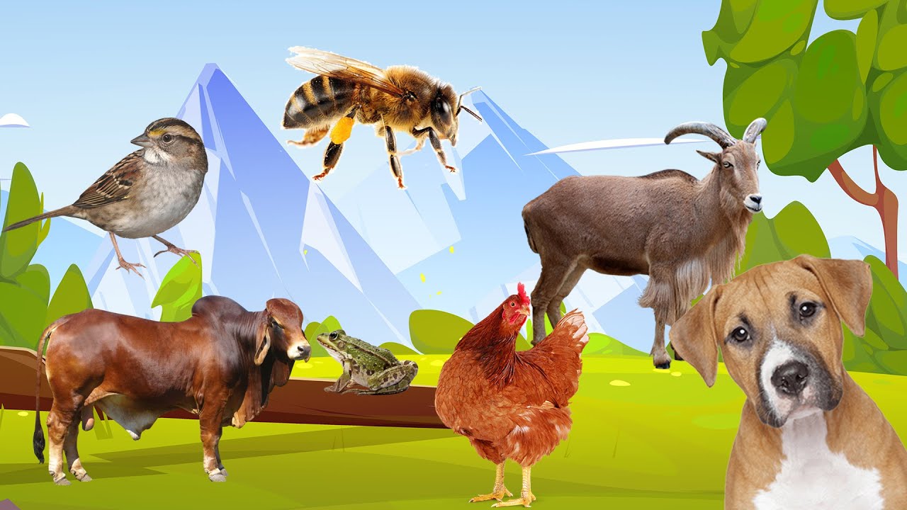 Compilation of Animals and Their Sounds: Dogs, Cats, Sheep's - YouTube