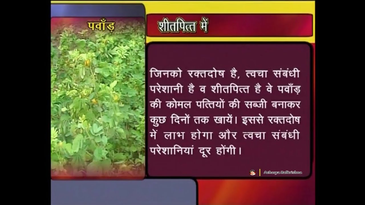 Ayurvedic Benefits of Pawad for Sheet Pitt | Acharya Balkrishna - YouTube