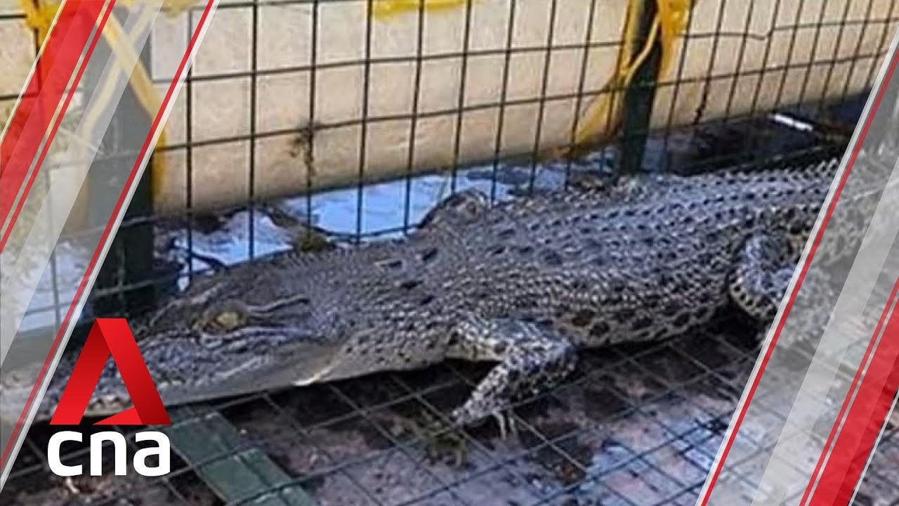 PUB monitoring Kranji Reservoir, fishing areas closed after crocodile ...